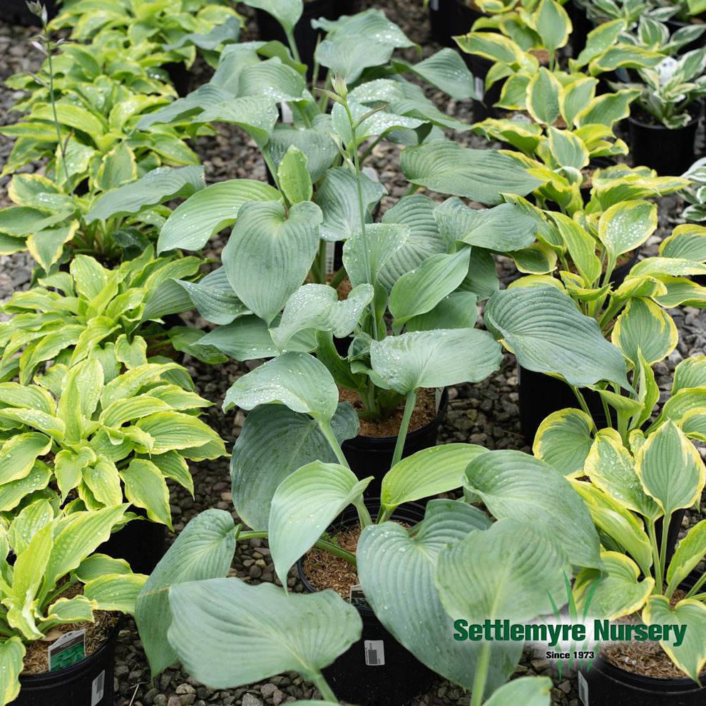Assorted Hosta – Settlemyre Nursery