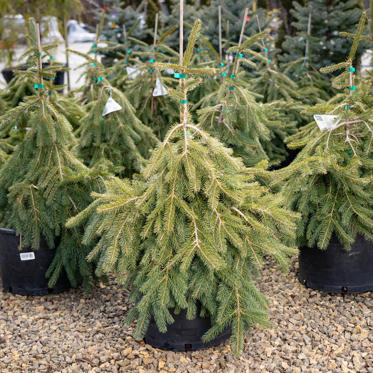 Formanek Norway Spruce | Specimen Trees | Settlemyre Nursery