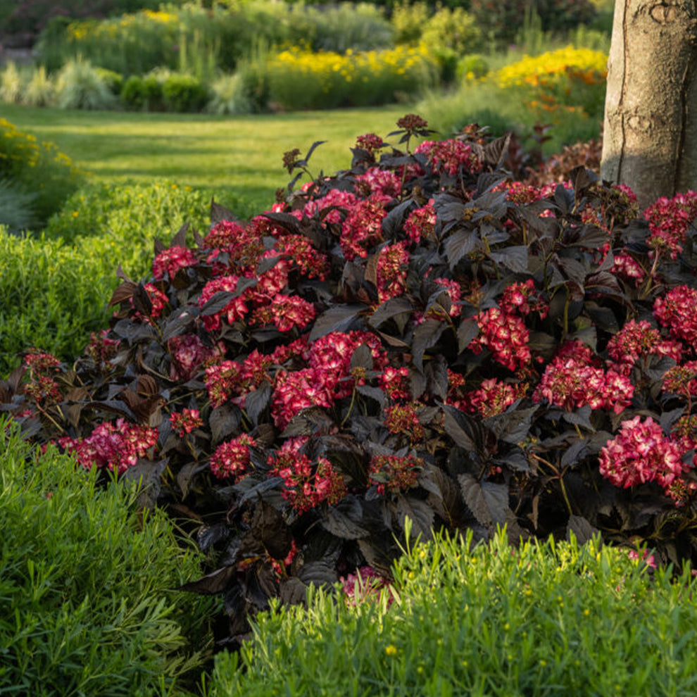 First Editions Eclipse Bigleaf Hydrangea | Flowering Shrubs ...