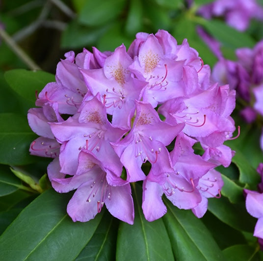 Rhododendron Purpureum Elegans Lilac | Flowering Shrubs | Settlemyre ...