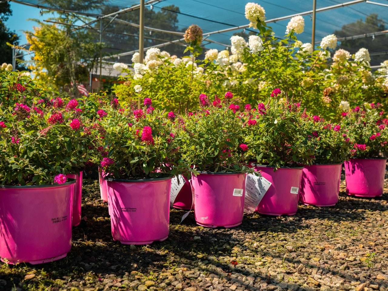 Butterfly Lil Raspberry 3 Gallon | Settlemyre Nursery