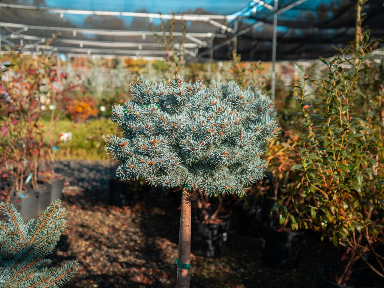 Montgomery Spruce Standard Tree Form 6 Gallon | Settlemyre Nursery