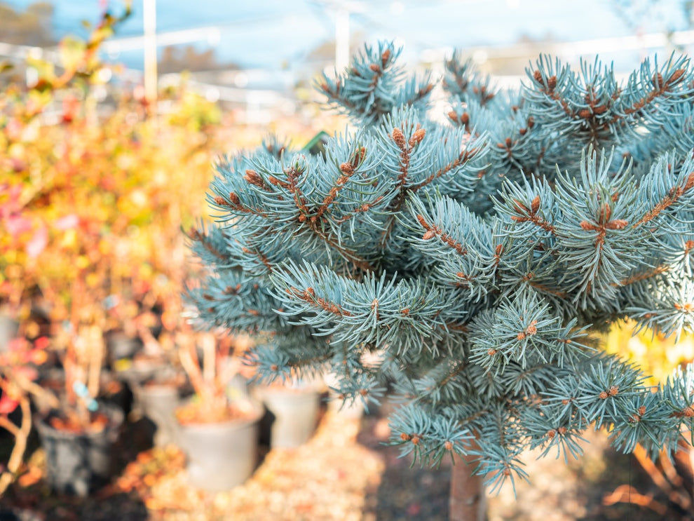 Montgomery Spruce Standard Tree Form 6 Gallon | Settlemyre Nursery