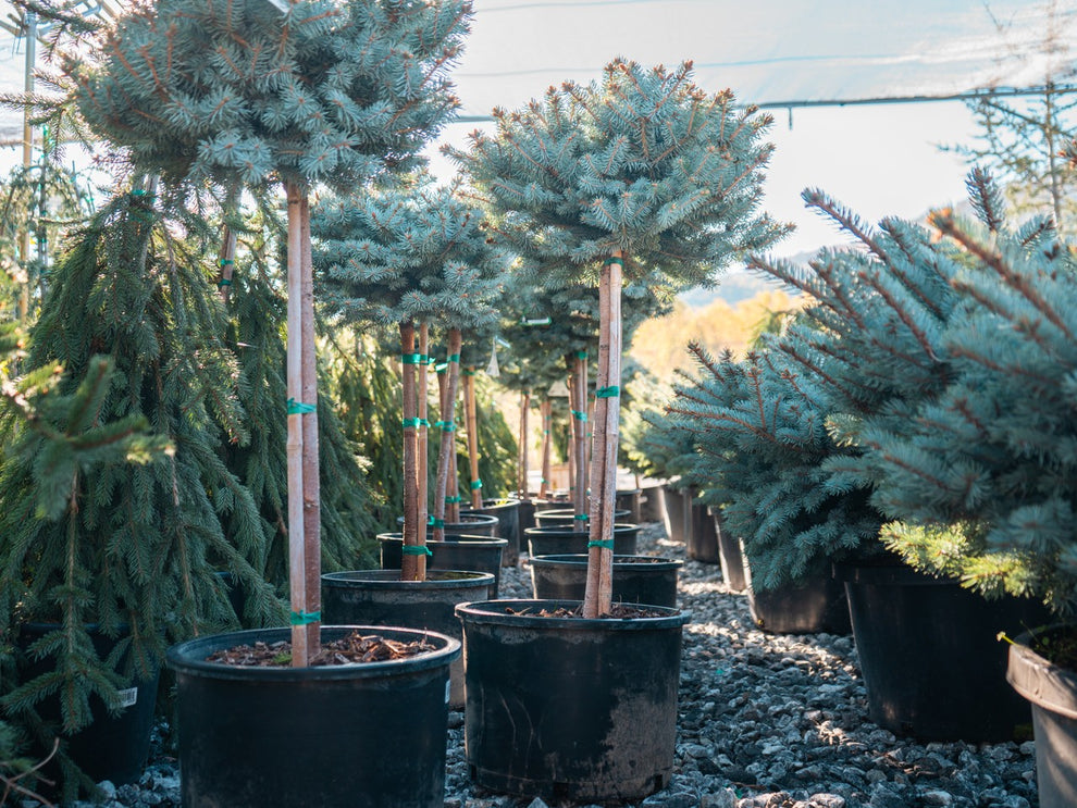 Montgomery Spruce Standard Tree Form 6 Gallon | Settlemyre Nursery