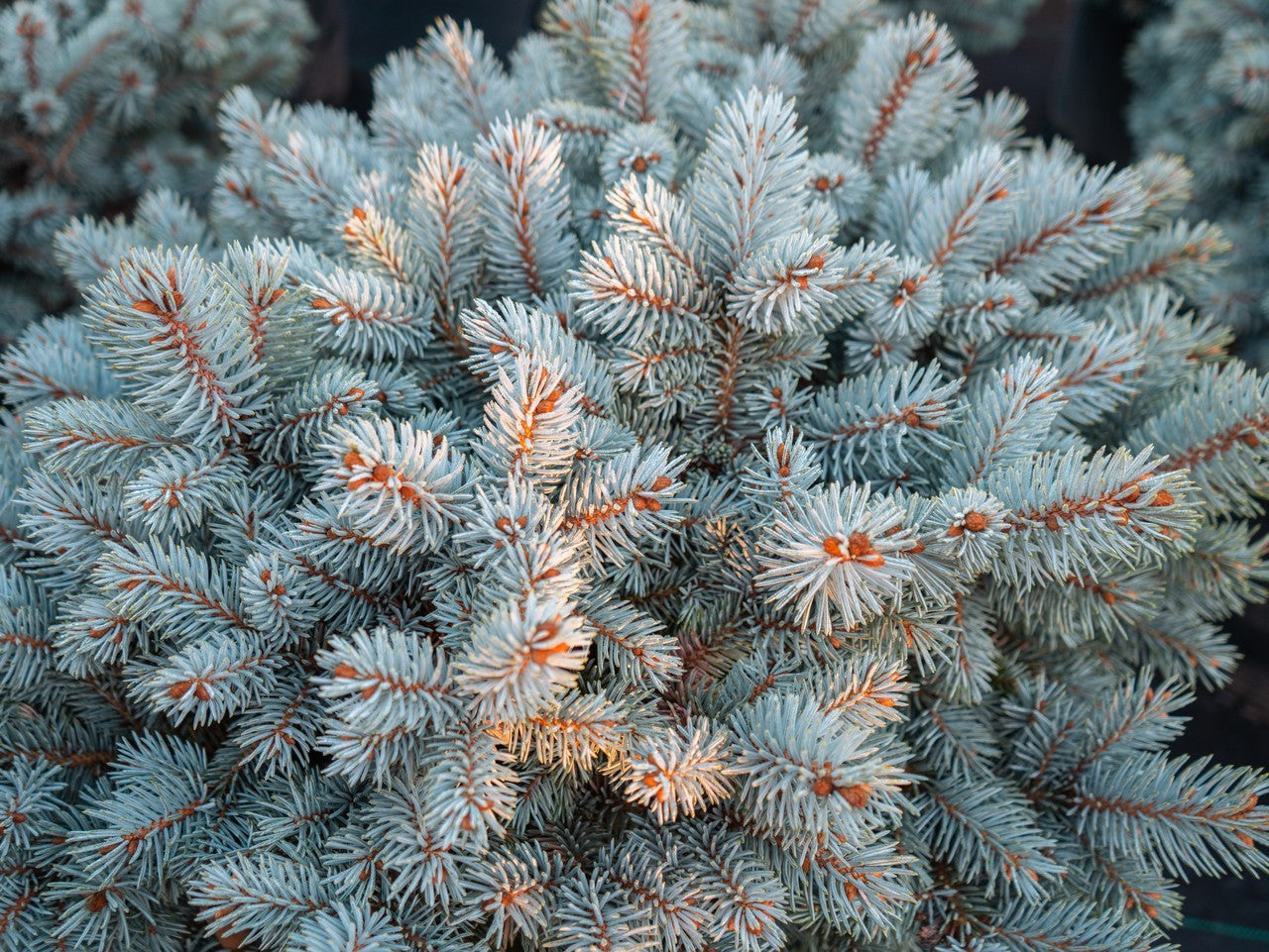 Dwarf Moonstone Blue Spruce | Settlemyre Nursery