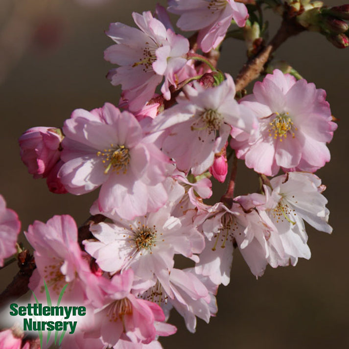 B&B Autumnalis Cherry | Flowering Trees | Settlemyre Nursery