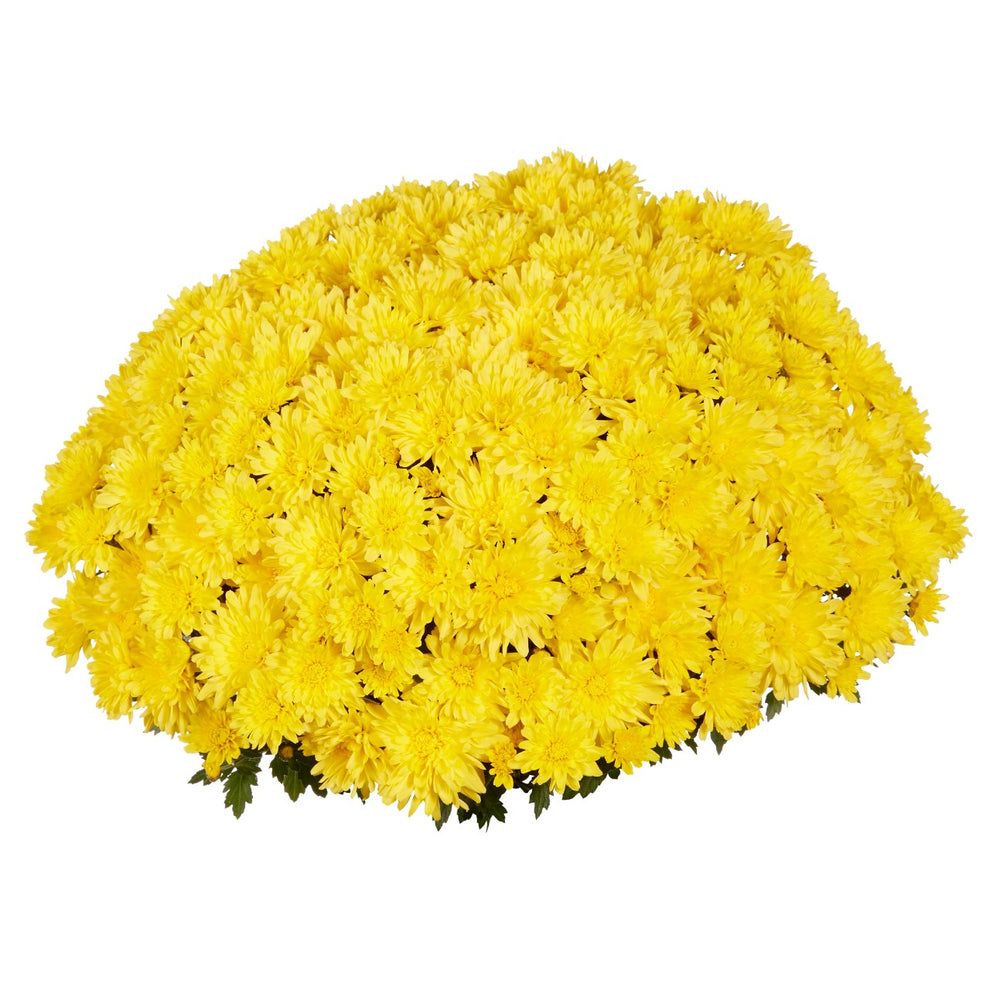 Yellow Fall Mums | Settlemyre Nursery