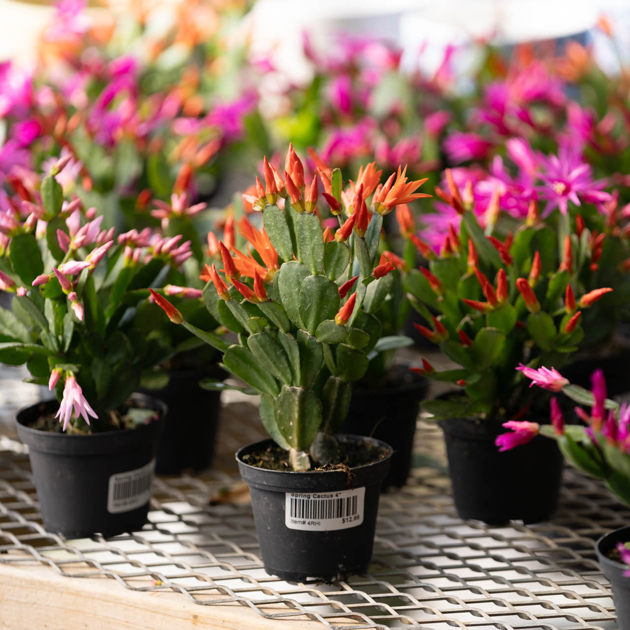 Spring Cactus 4 Assorted Colors | Indoor Plants | Settlemyre Nursery