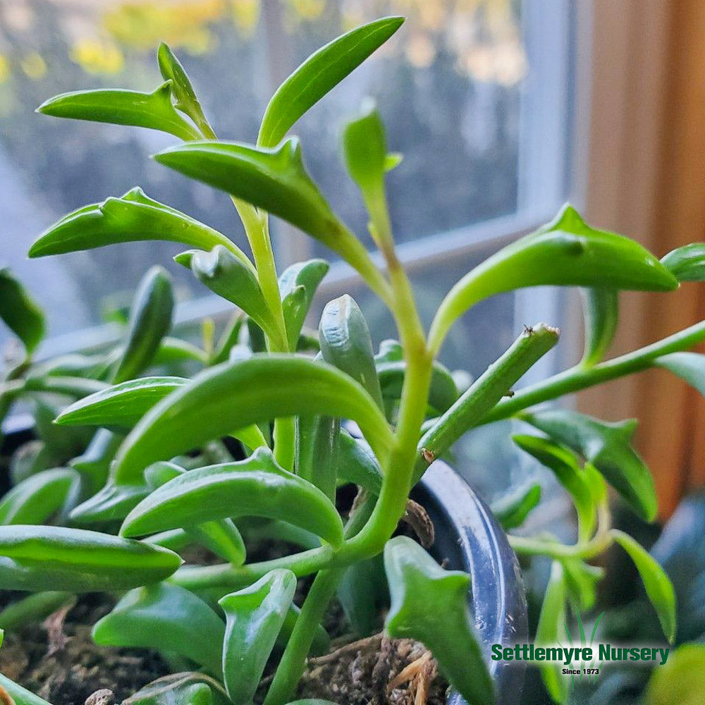 String of Dolphins | Settlemyre Nursery