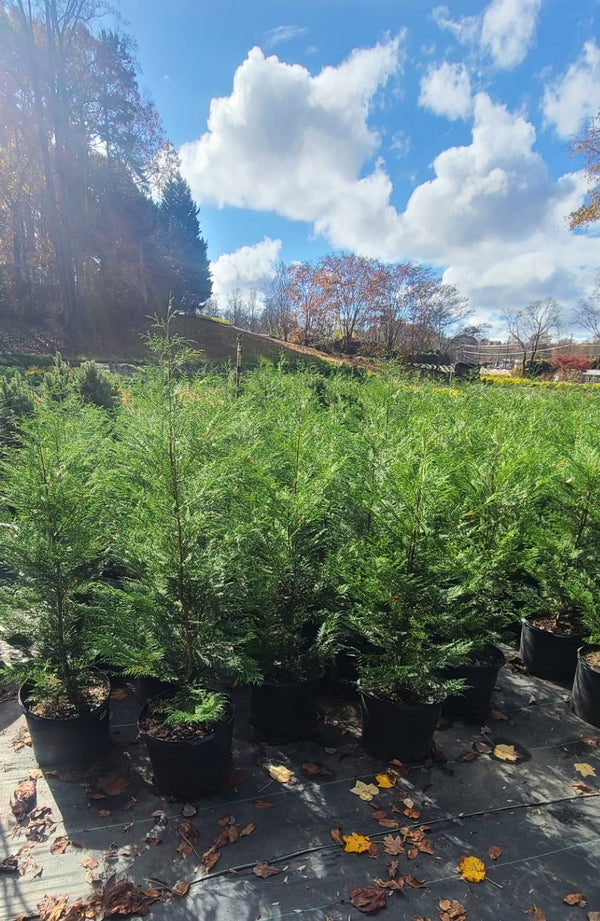 Murray Cypress | Privacy Trees | Settlemyre Nursery