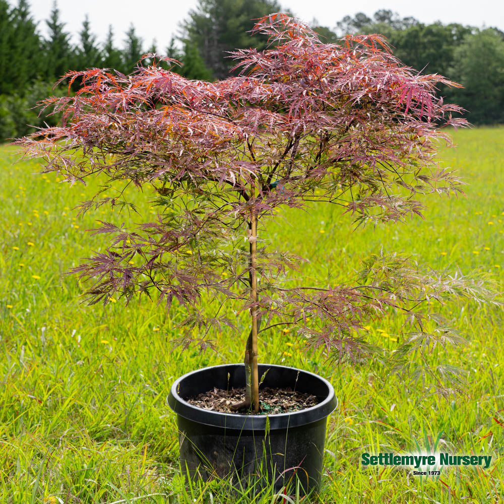 Red Dragon Japanese Maple | Specimen Trees | Settlemyre Nursery
