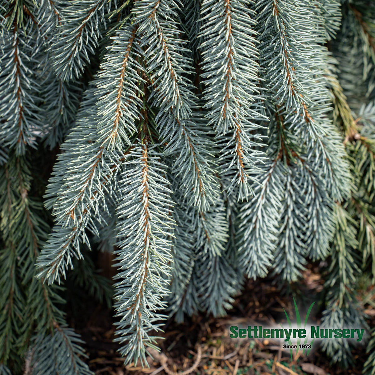 The Blues' Weeping Blue Spruce | Specimen Trees | Settlemyre Nursery