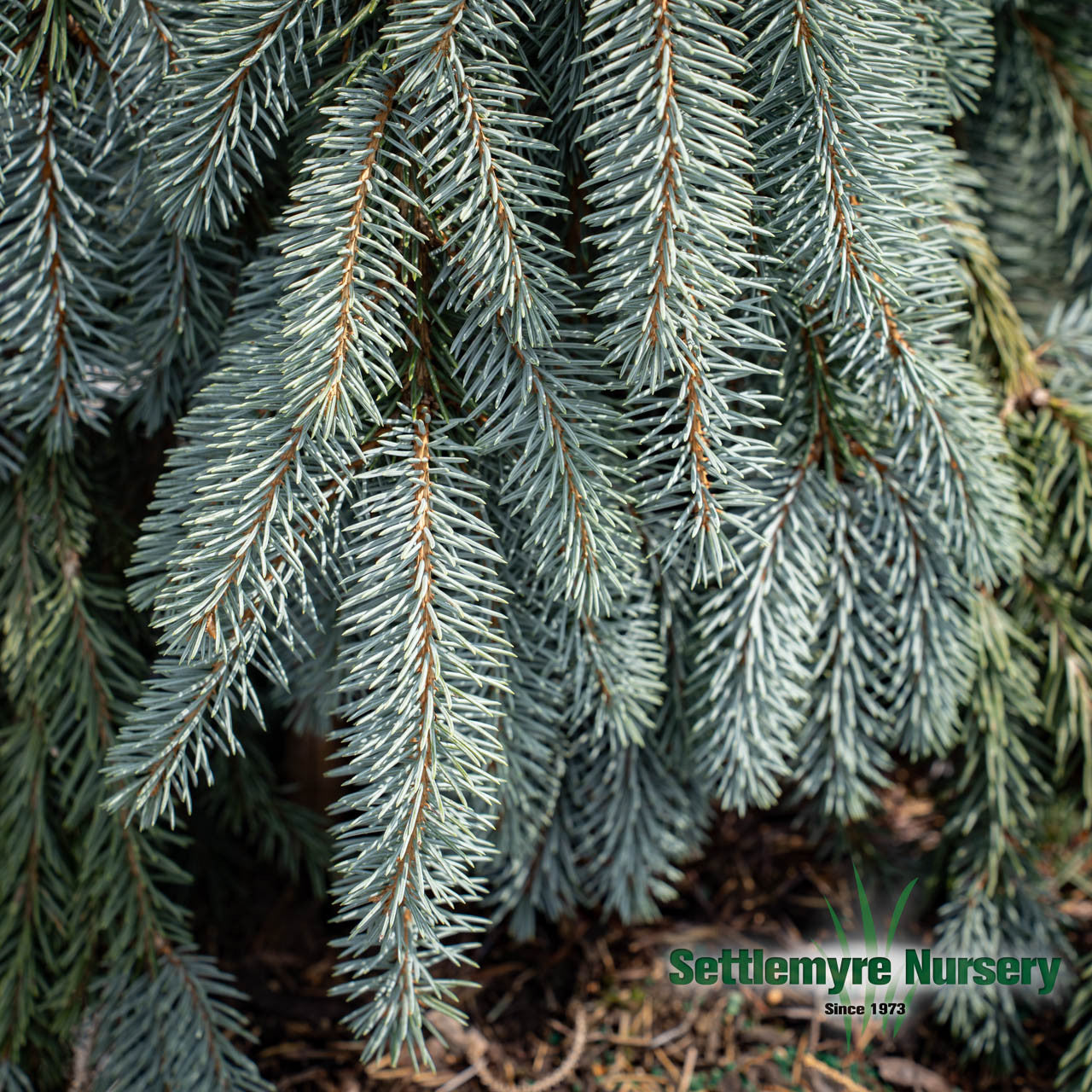 The Blues' Weeping Blue Spruce | Specimen Trees | Settlemyre Nursery