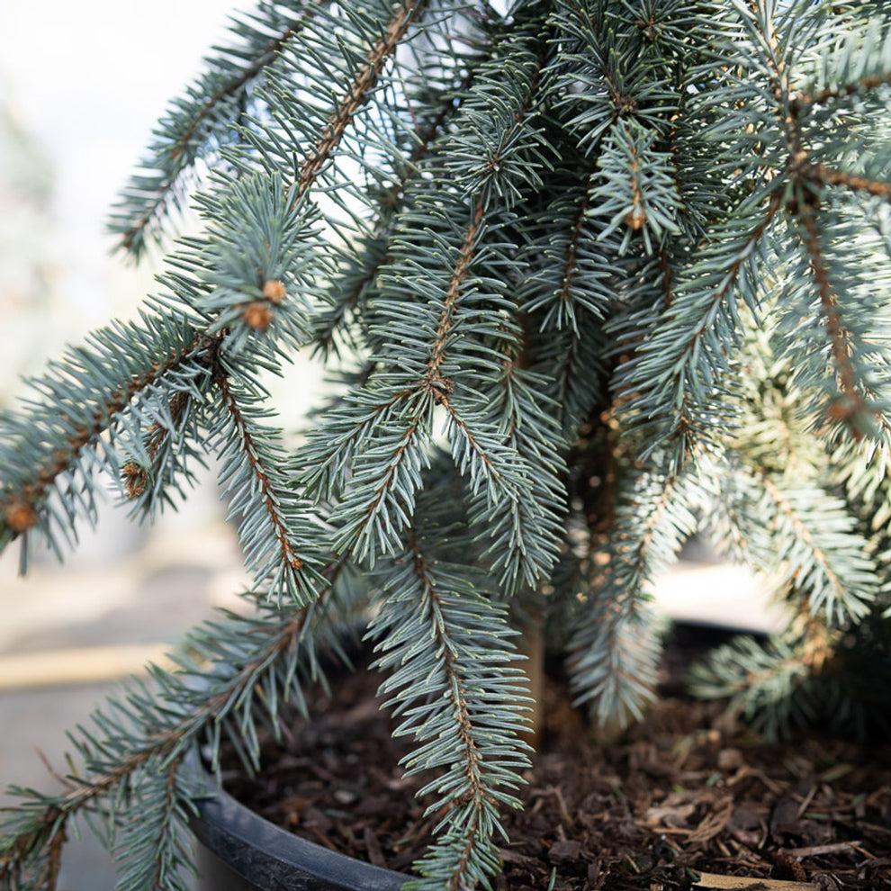 The Blues' Weeping Blue Spruce | Specimen Trees | Settlemyre Nursery