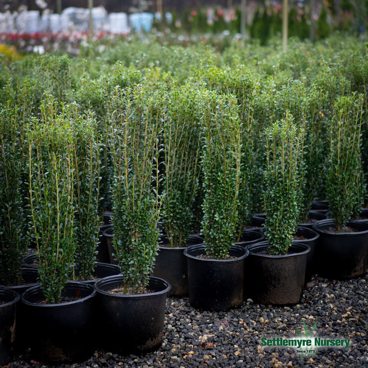 Sky Pencil Japanese Holly | Evergreen Shrubs | Settlemyre Nursery