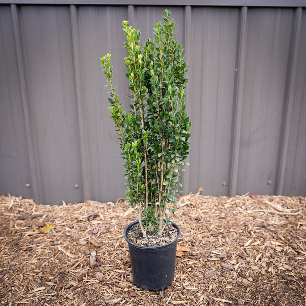 Sky Pencil Japanese Holly | Evergreen Shrubs | Settlemyre Nursery