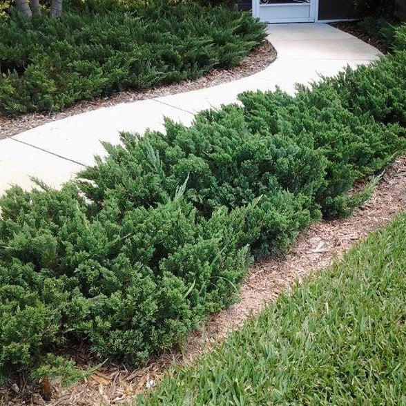 Sargent Juniper | Ground Covers | Settlemyre Nursery