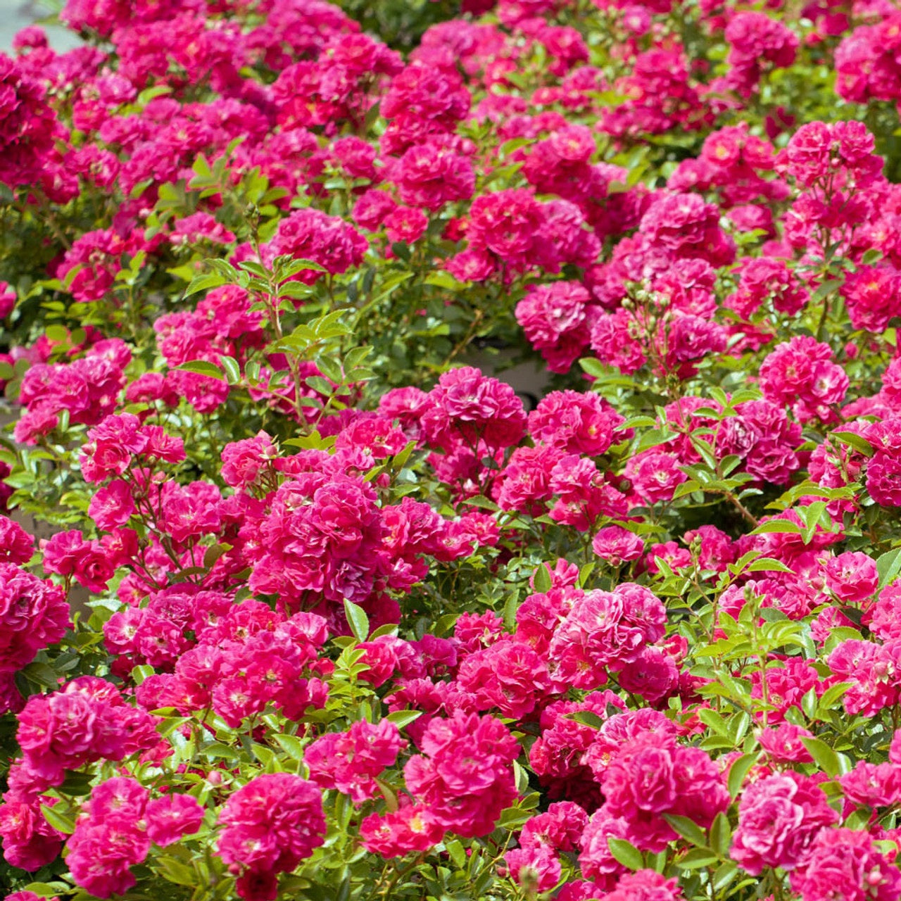 Easy Peasy Rose by Proven Winners | Rose Bushes | Plant Nursery ...