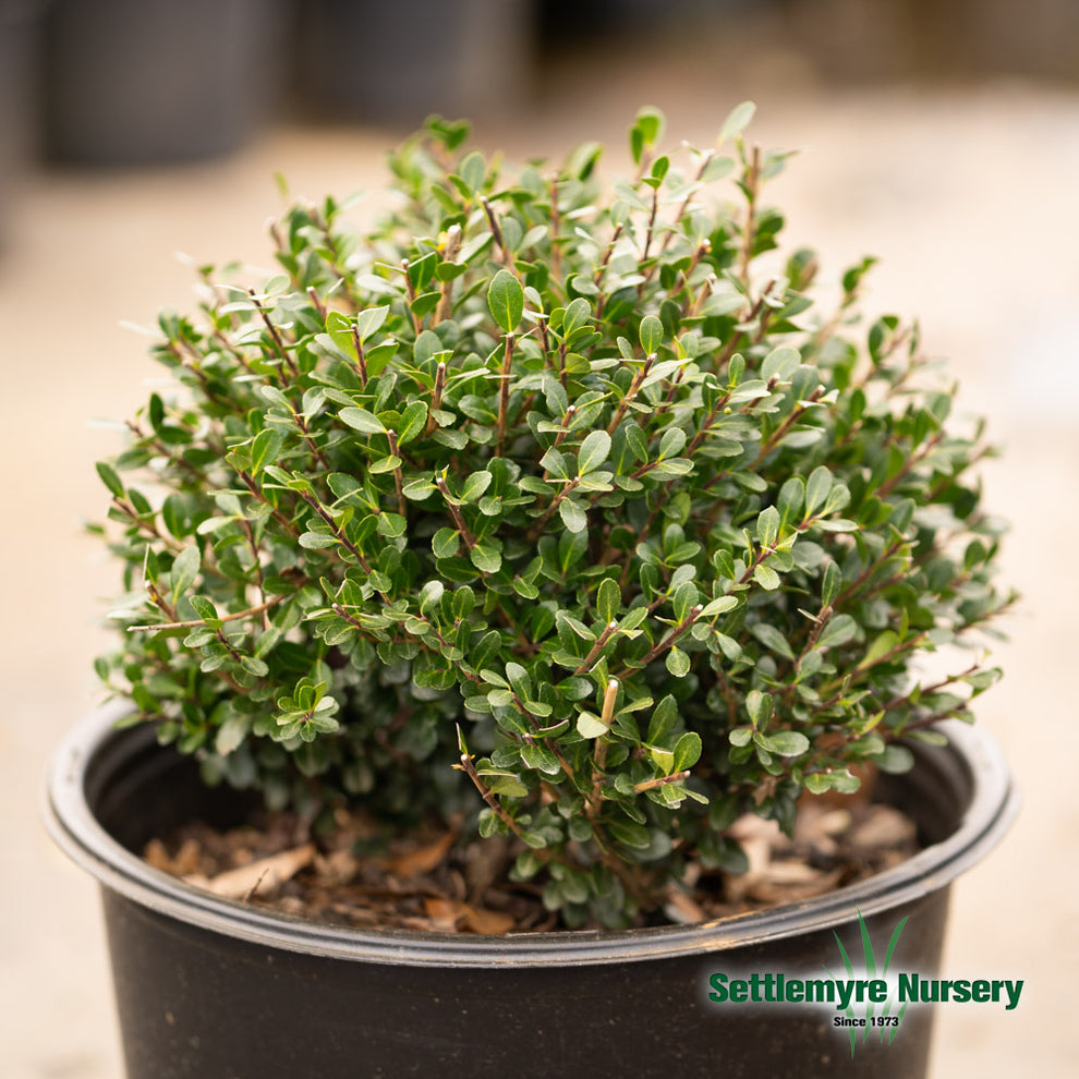 Compacta Holly | Evergreen Shrubs | Settlemyre Nursery