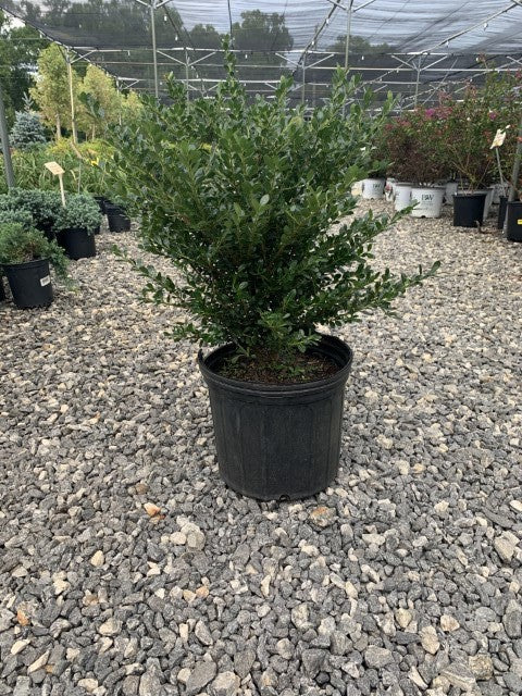 Compacta Holly | Evergreen Shrubs | Settlemyre Nursery