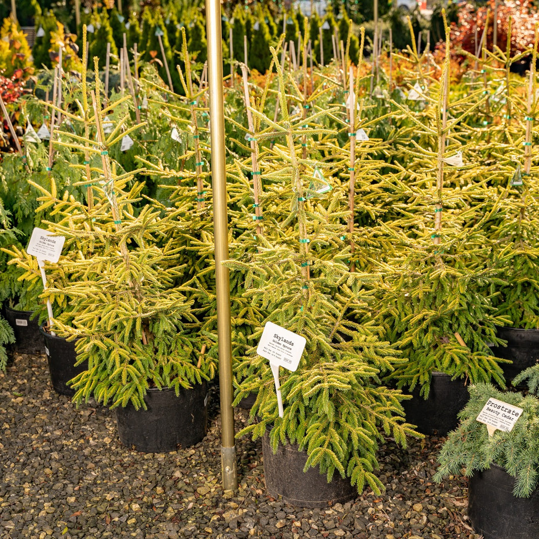 Specimen Trees – Settlemyre Nursery