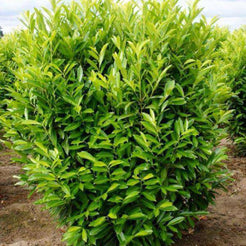 Schipkaensis 'Schip' Laurel | Flowering Shrubs | Plant Nursery ...
