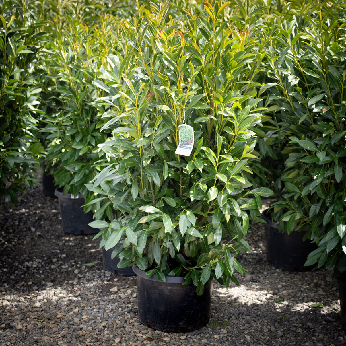 Schipkaensis 'Schip' Laurel | Flowering Shrubs | Plant Nursery ...