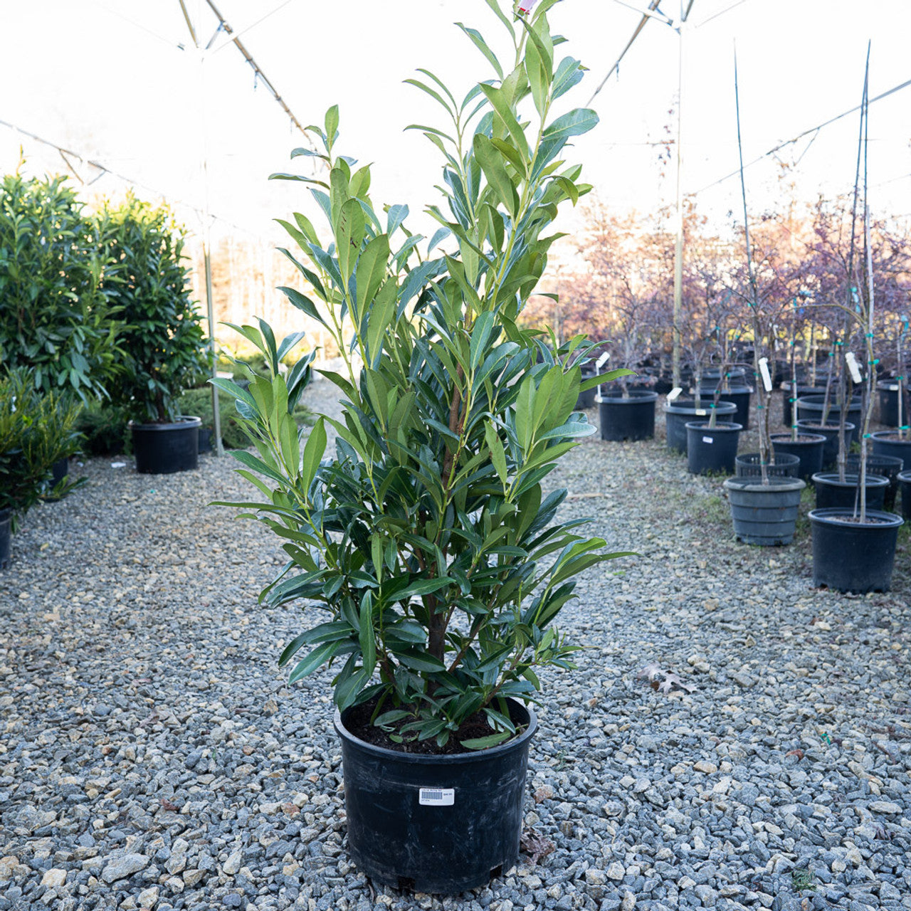 Schipkaensis 'Schip' Laurel | Flowering Shrubs | Plant Nursery ...