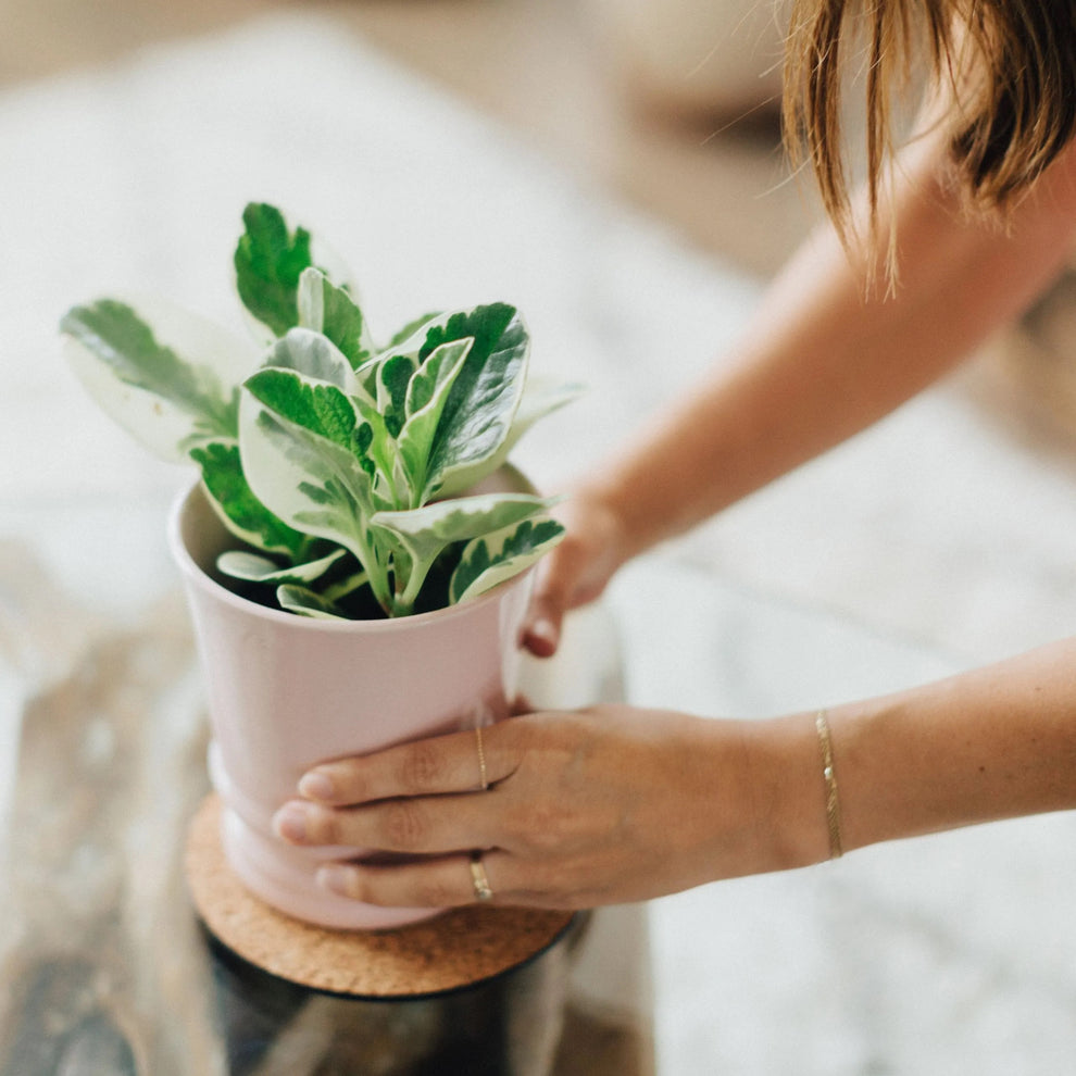 Cork Surface Protector | Garden Decor | Settlemyre Nursery